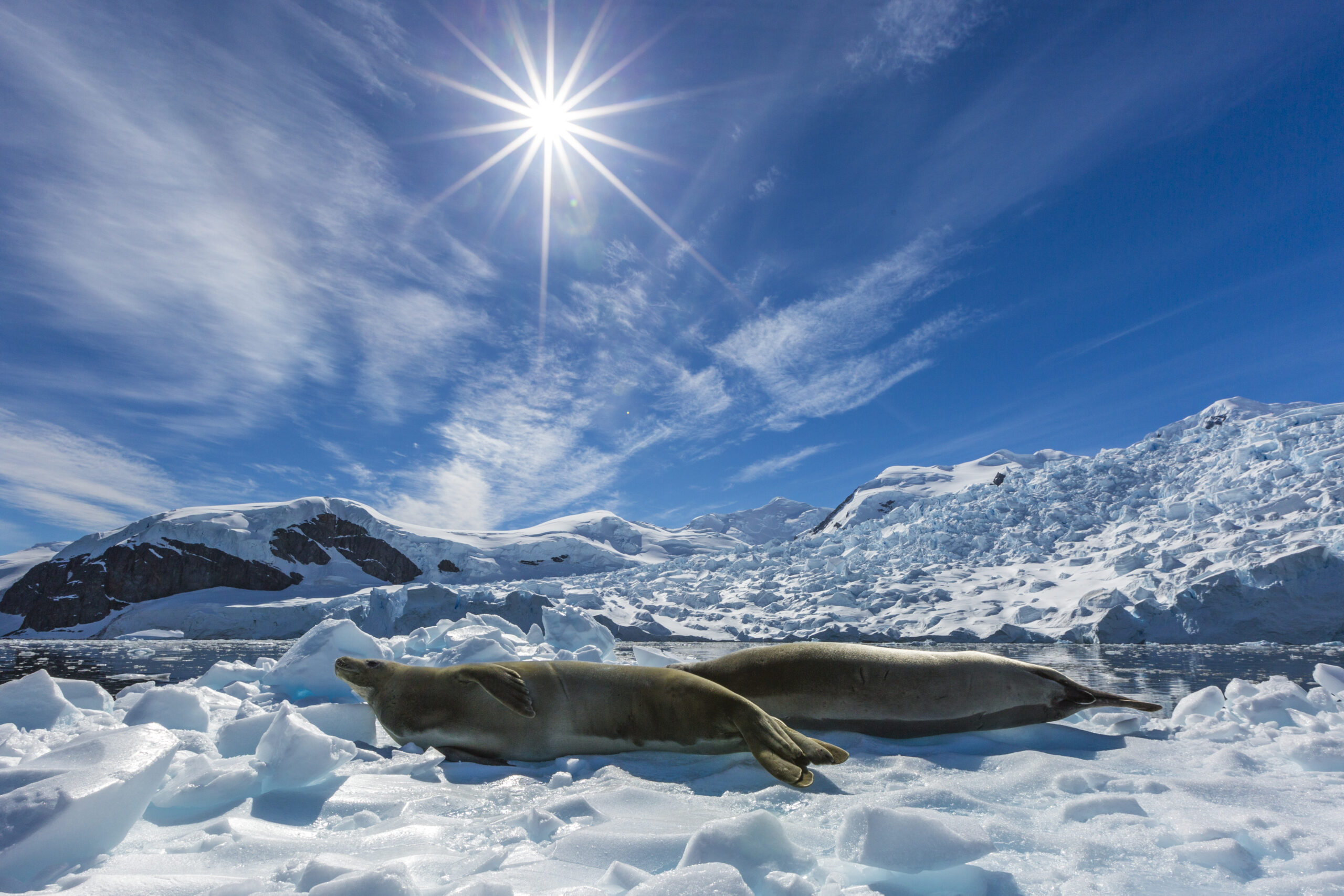 Epic Falkland Islands, South Georgia & Antarctica | North South Voyages